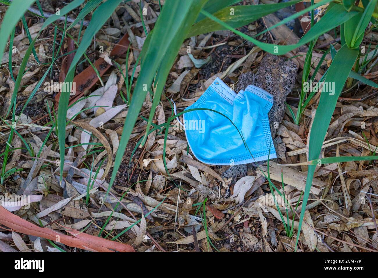 Blue mask thrown in nature. Litter and garbage in the land Stock Photo ...