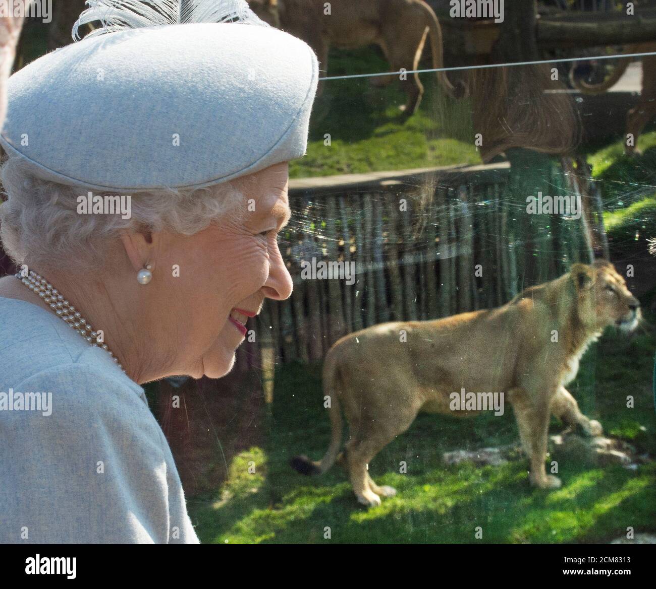 London zoo lion enclosure hi-res stock photography and images - Alamy