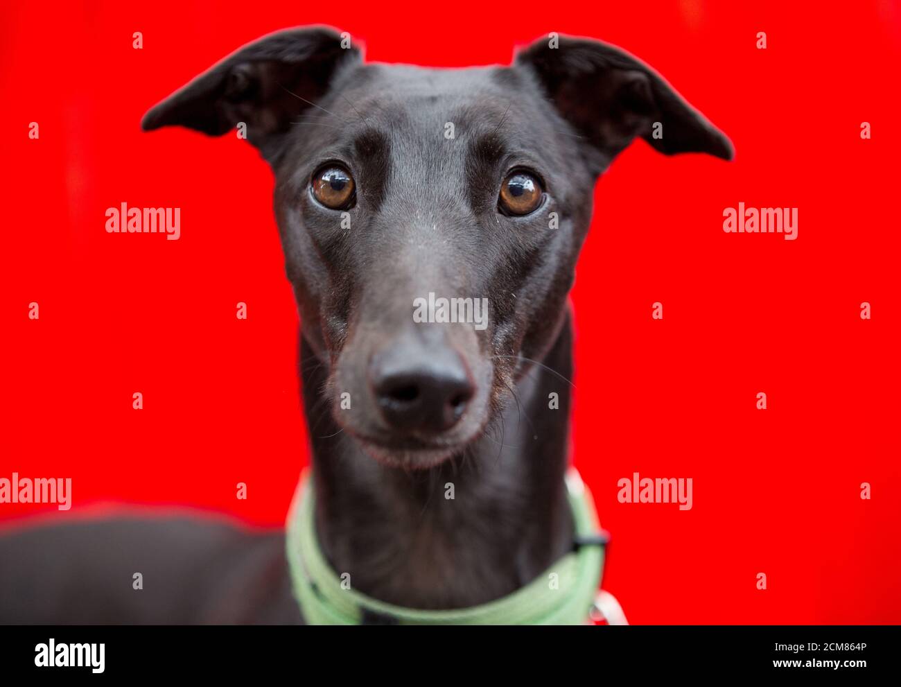 Nervous greyhound posing for photos Stock Photo - Alamy