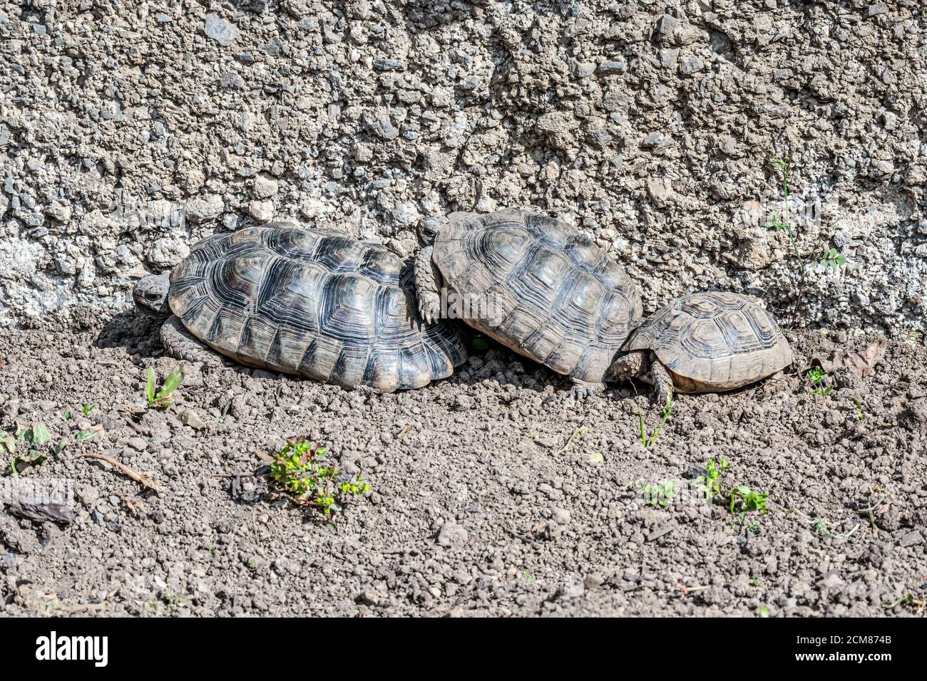Turtle Testudo Marginata european landturtle family three turtles ...