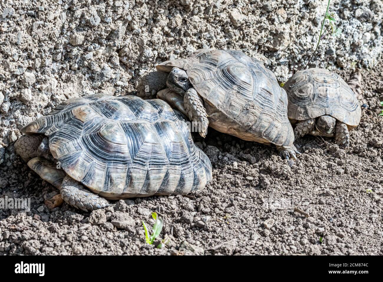 Turtle Testudo Marginata european landturtle family three turtles ...