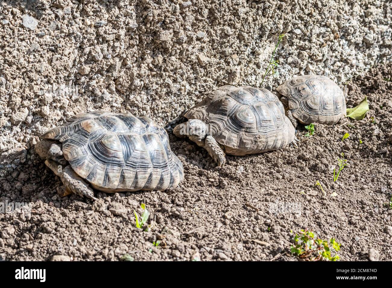 Turtle Testudo Marginata european landturtle family three turtles ...
