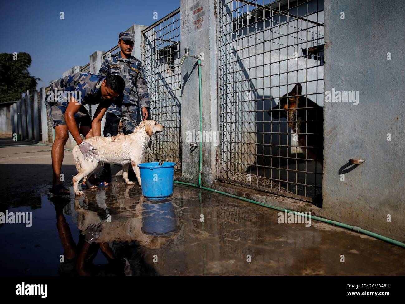 Dog worshipping festival hi-res stock photography and images - Alamy