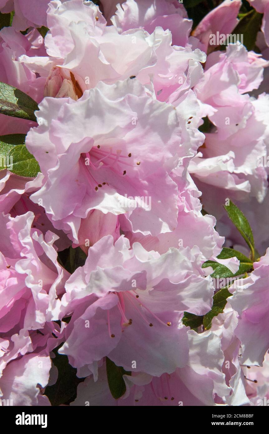 Australian Azaleas High Resolution Stock Photography and Images - Alamy
