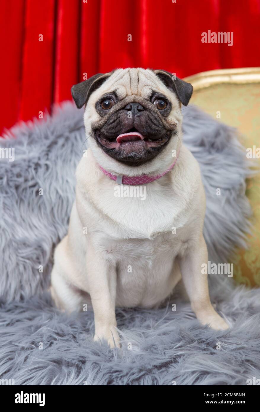 Smiling mouth tongue hi-res stock photography and images - Alamy