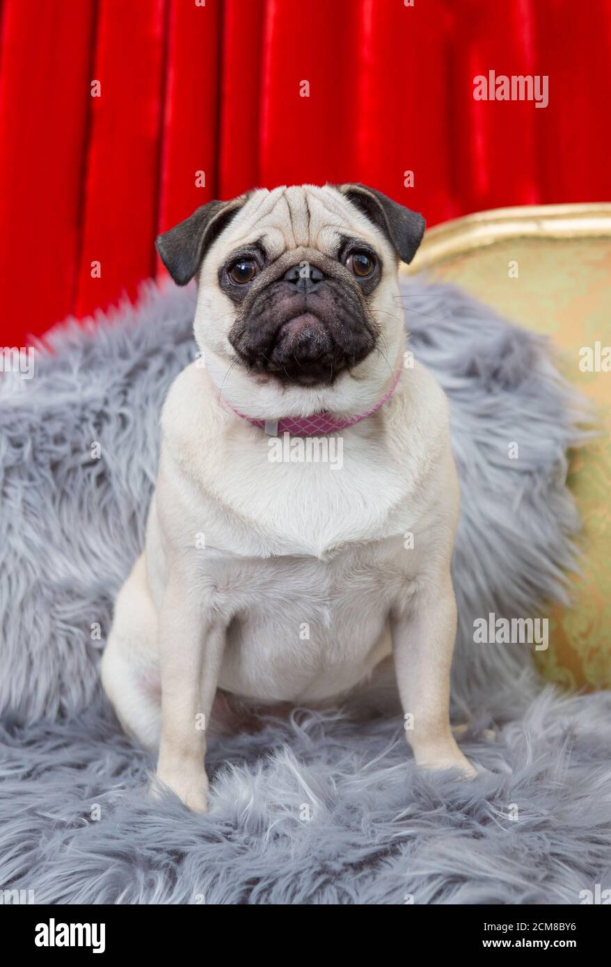Happy pug hi-res stock photography and images - Alamy