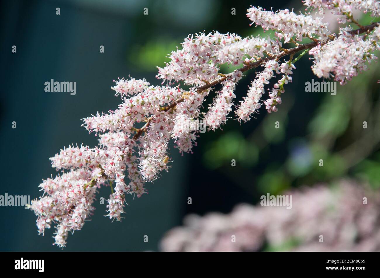Tamarisk species hi-res stock photography and images - Alamy