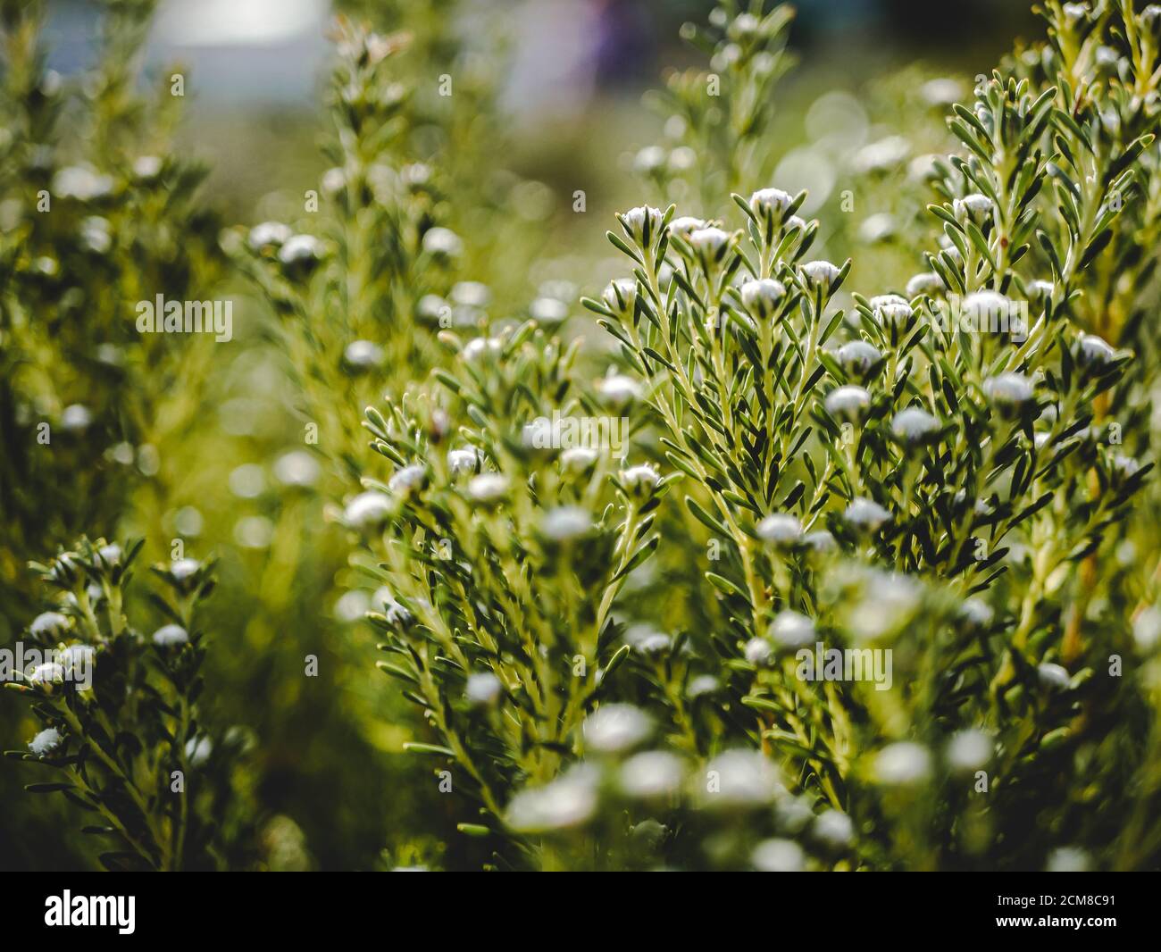 Green coastal native vegetation Stock Photo - Alamy