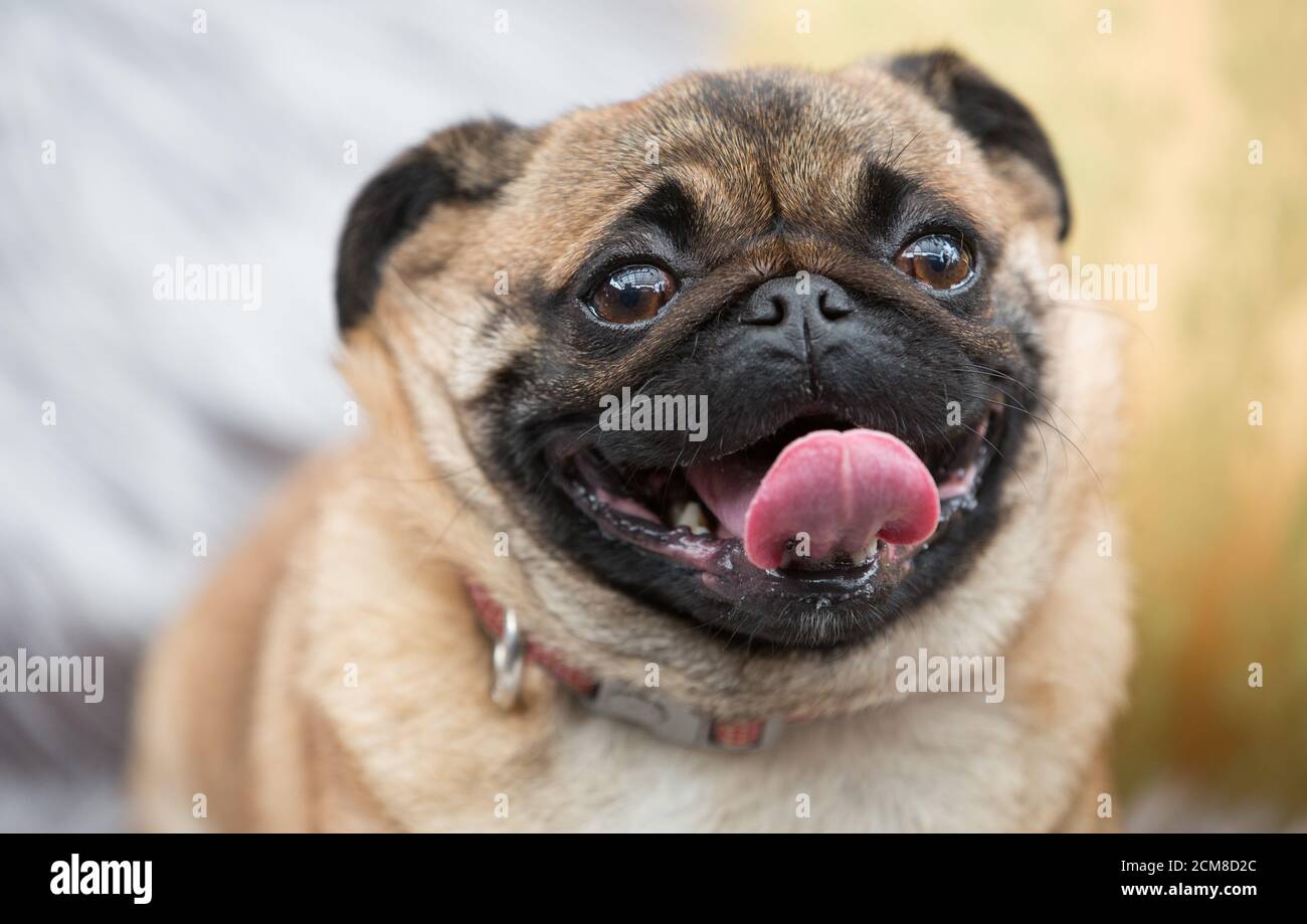 Smiling mouth tongue hi-res stock photography and images - Alamy