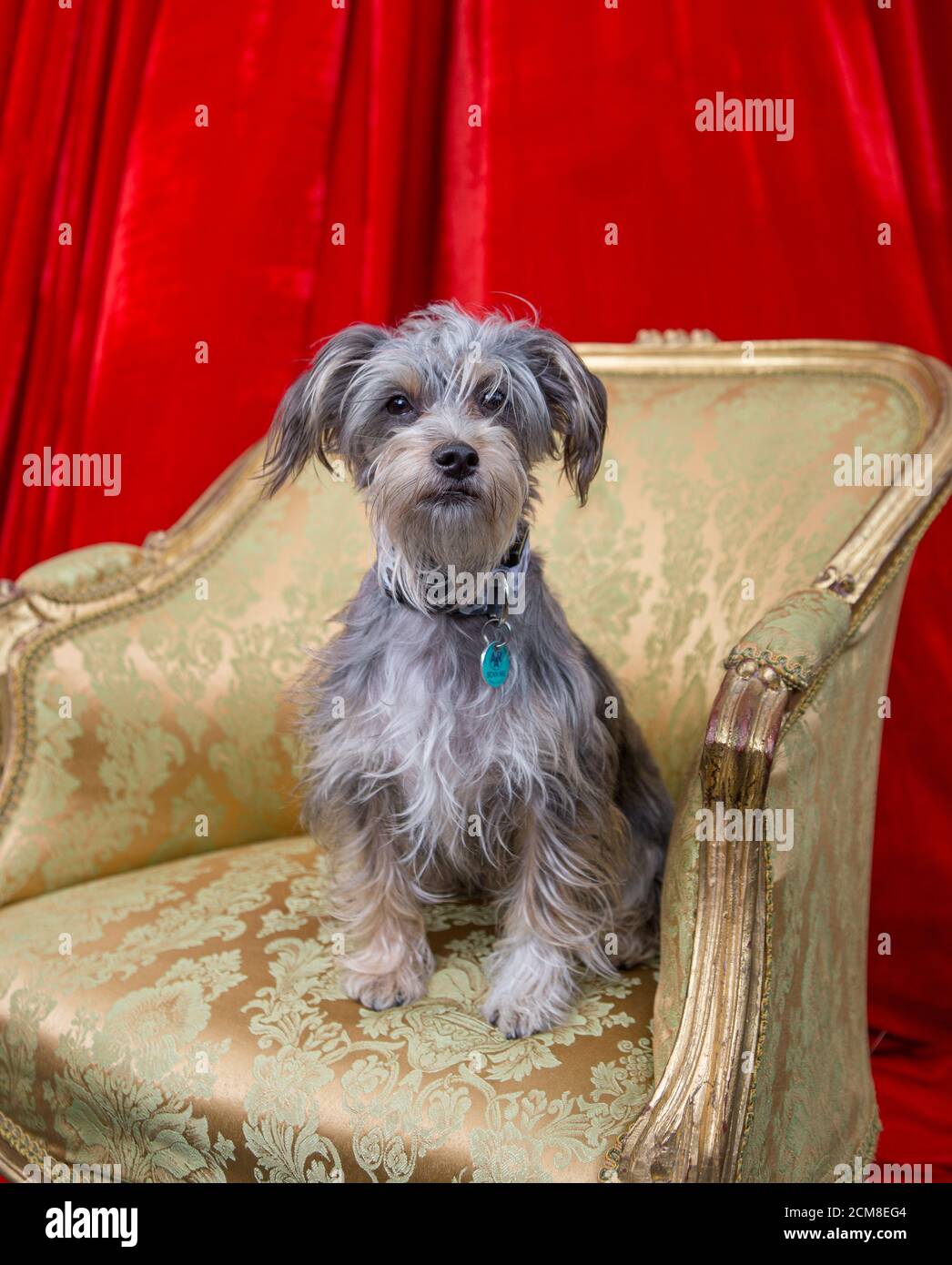 Scruffy pet Dog posing for a photo Stock Photo - Alamy