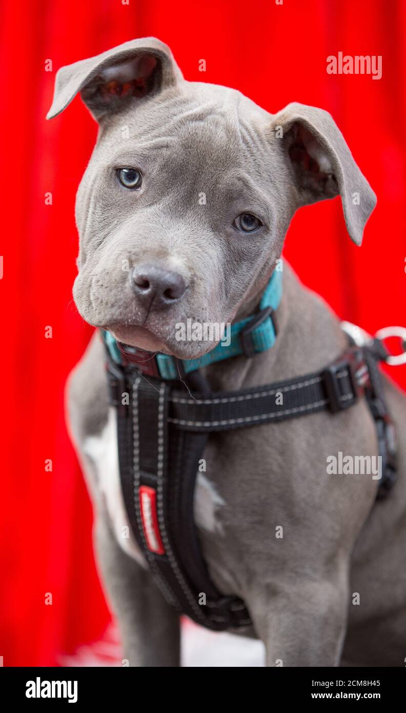 Blue staffy puppy hi-res stock photography and images - Alamy