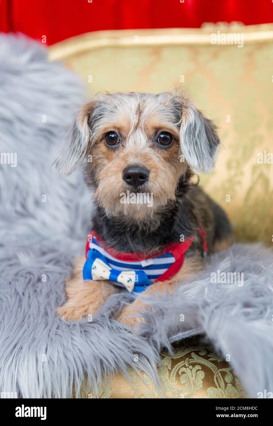 Cute mixed breed dog wearing a bow tie Stock Photo - Alamy
