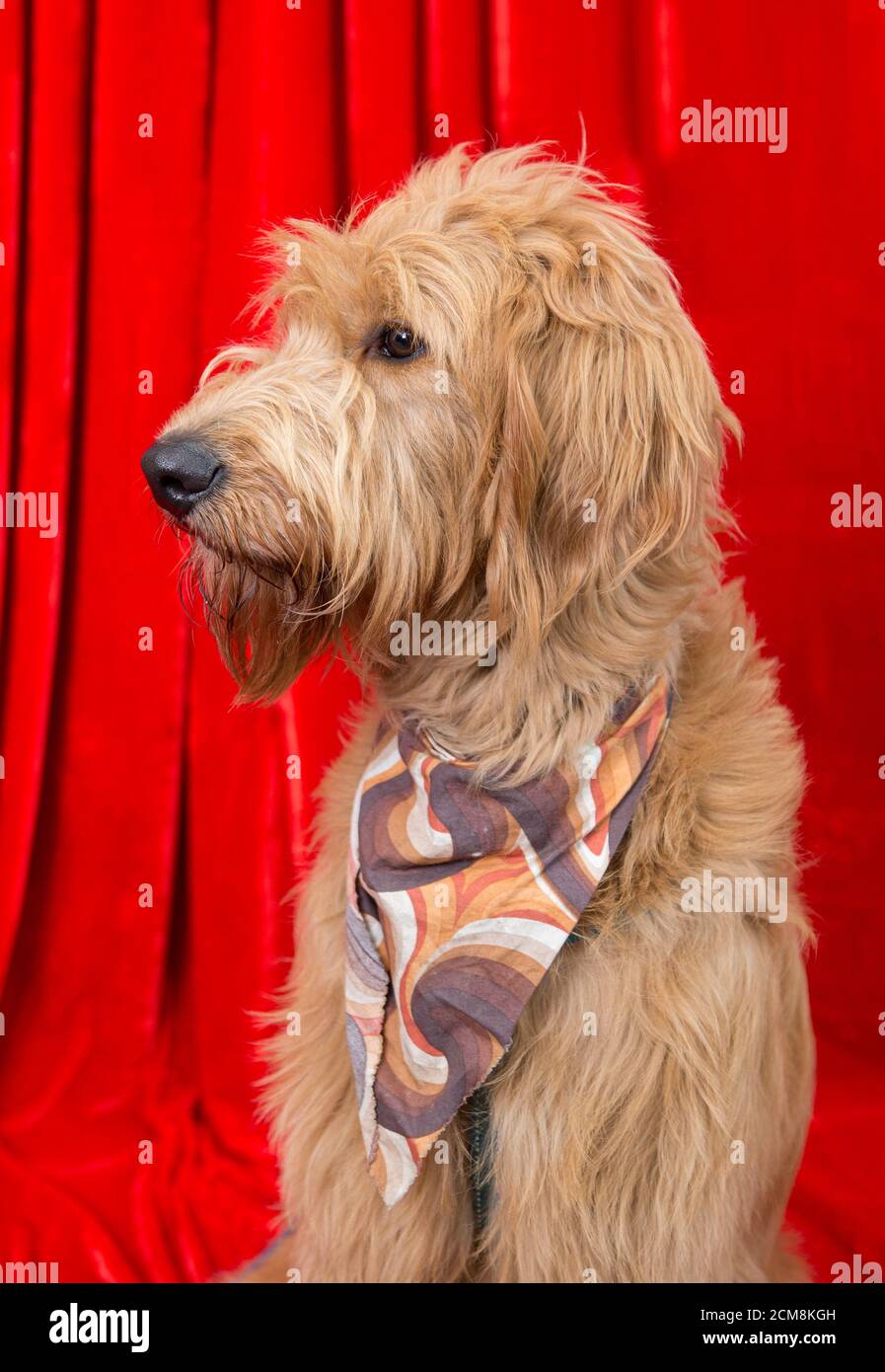 Large pet Groodle Stock Photo - Alamy