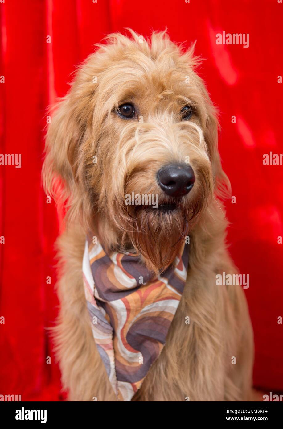 Large pet Groodle Stock Photo - Alamy