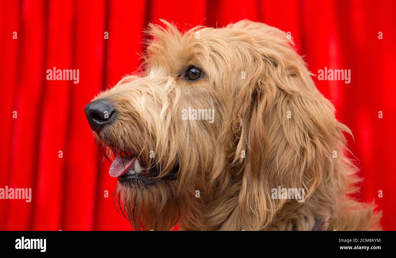 Large pet Groodle Stock Photo - Alamy