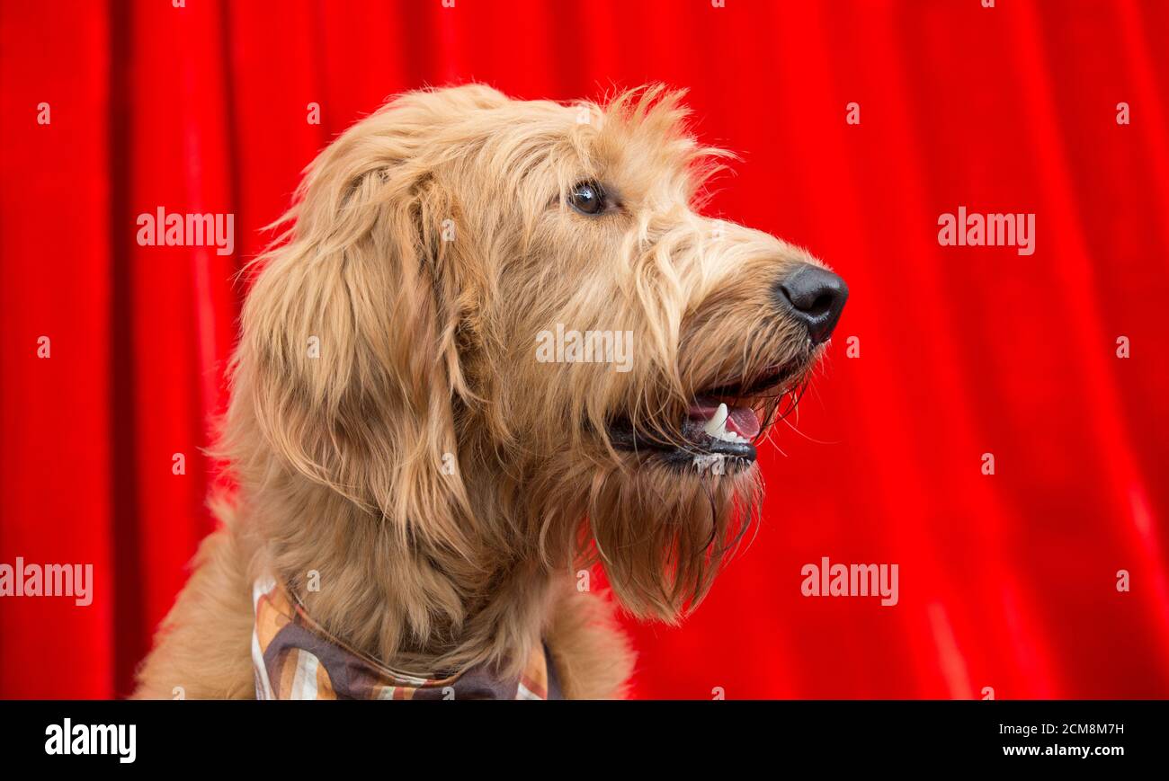Large pet Groodle Stock Photo - Alamy