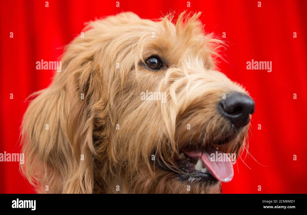 Large pet Groodle Stock Photo - Alamy