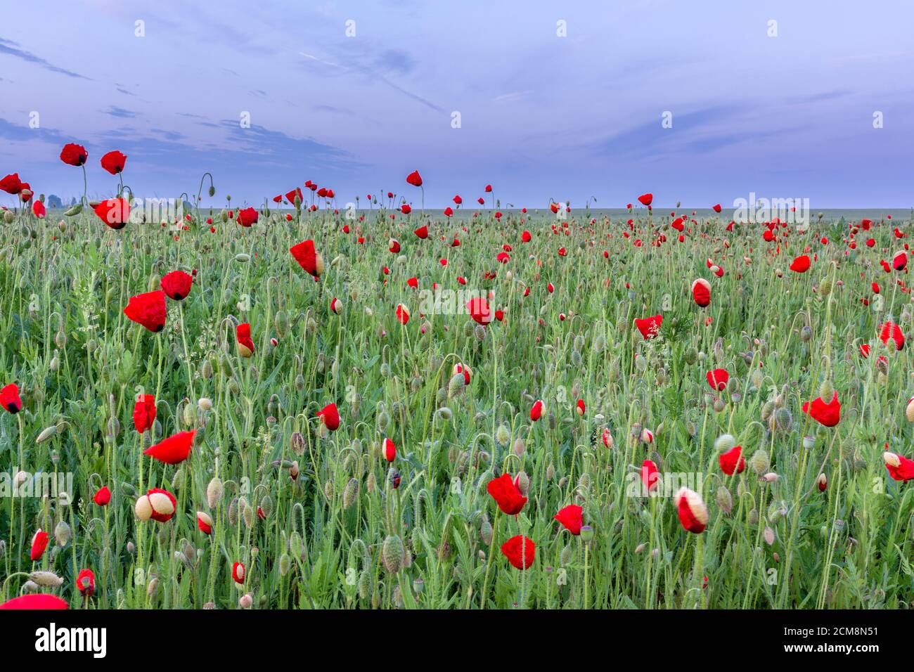 French countryside. Typical landscape with red poppies and view over ...
