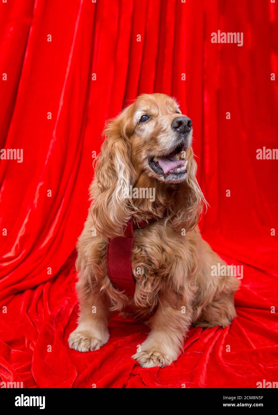 Portrait cute cocker spaniel hi-res stock photography and images - Alamy