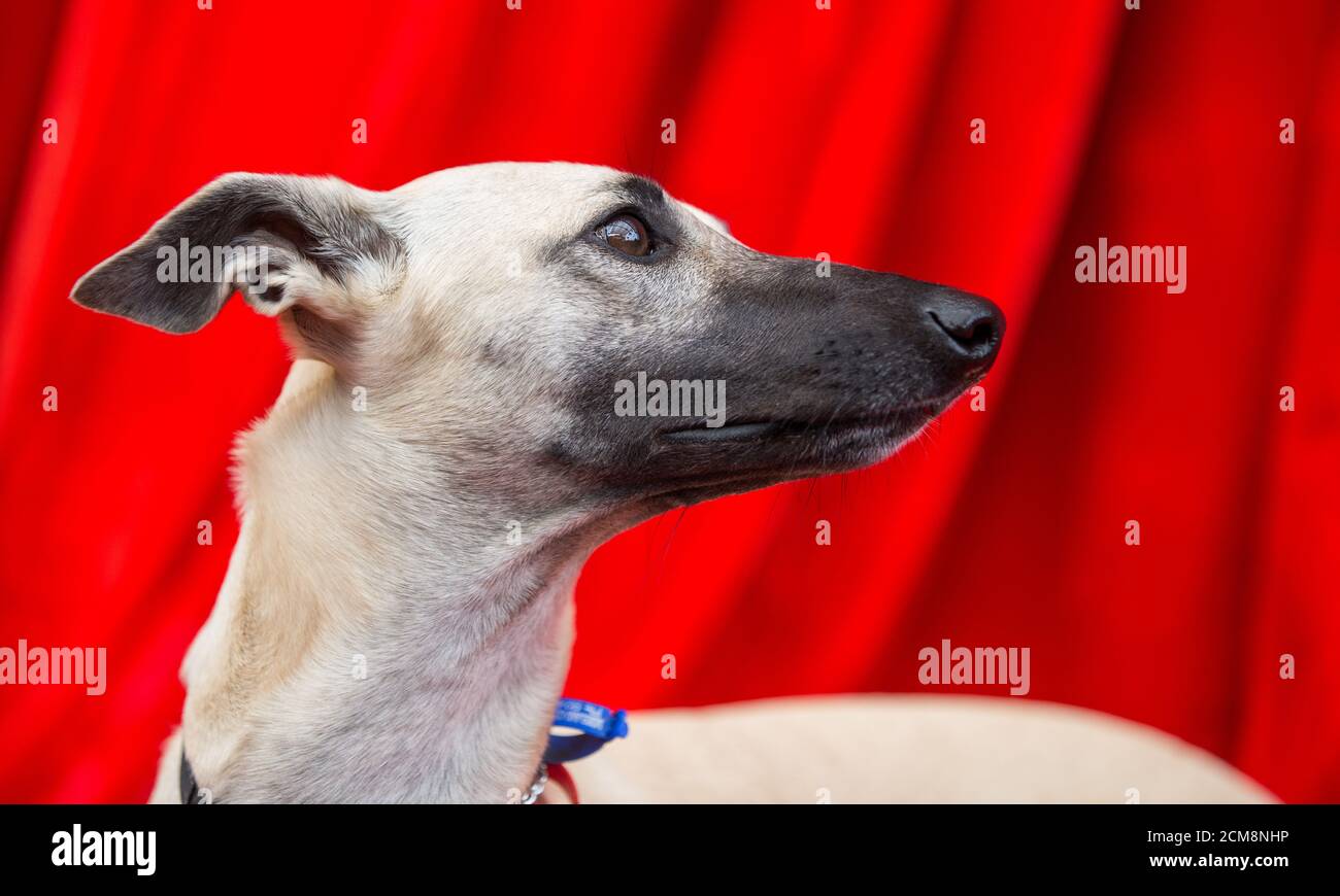 Italian greyhound hi-res stock photography and images - Alamy