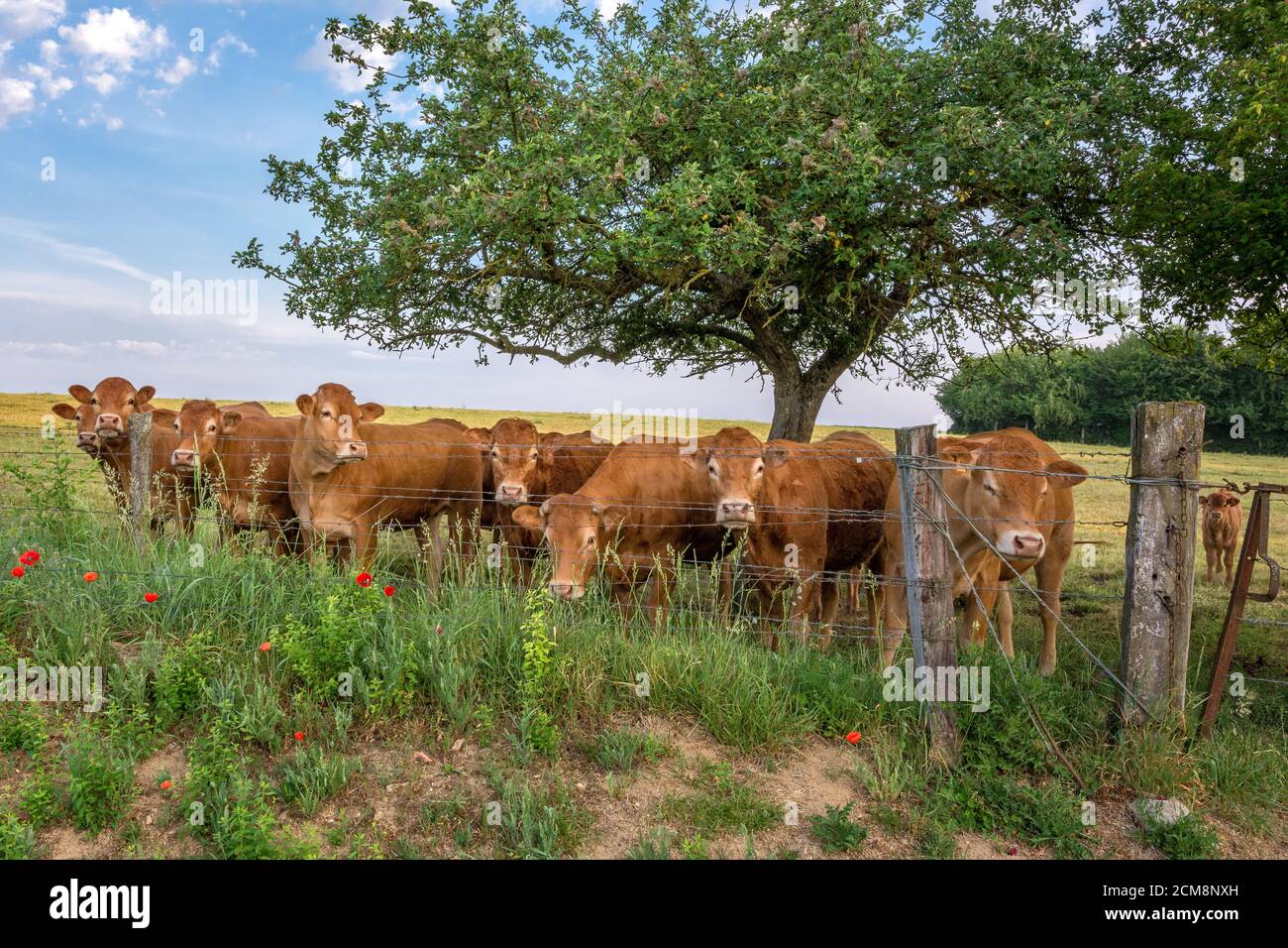 Cow Looking Over Fence High Resolution Stock Photography and Images - Alamy
