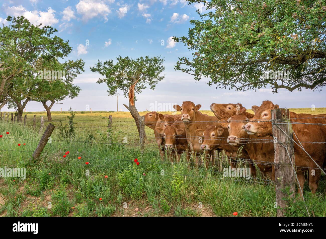Cows looking over fence hi-res stock photography and images - Alamy