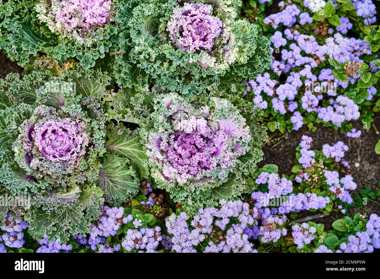 Ornamental cabbage winter hi-res stock photography and images - Alamy