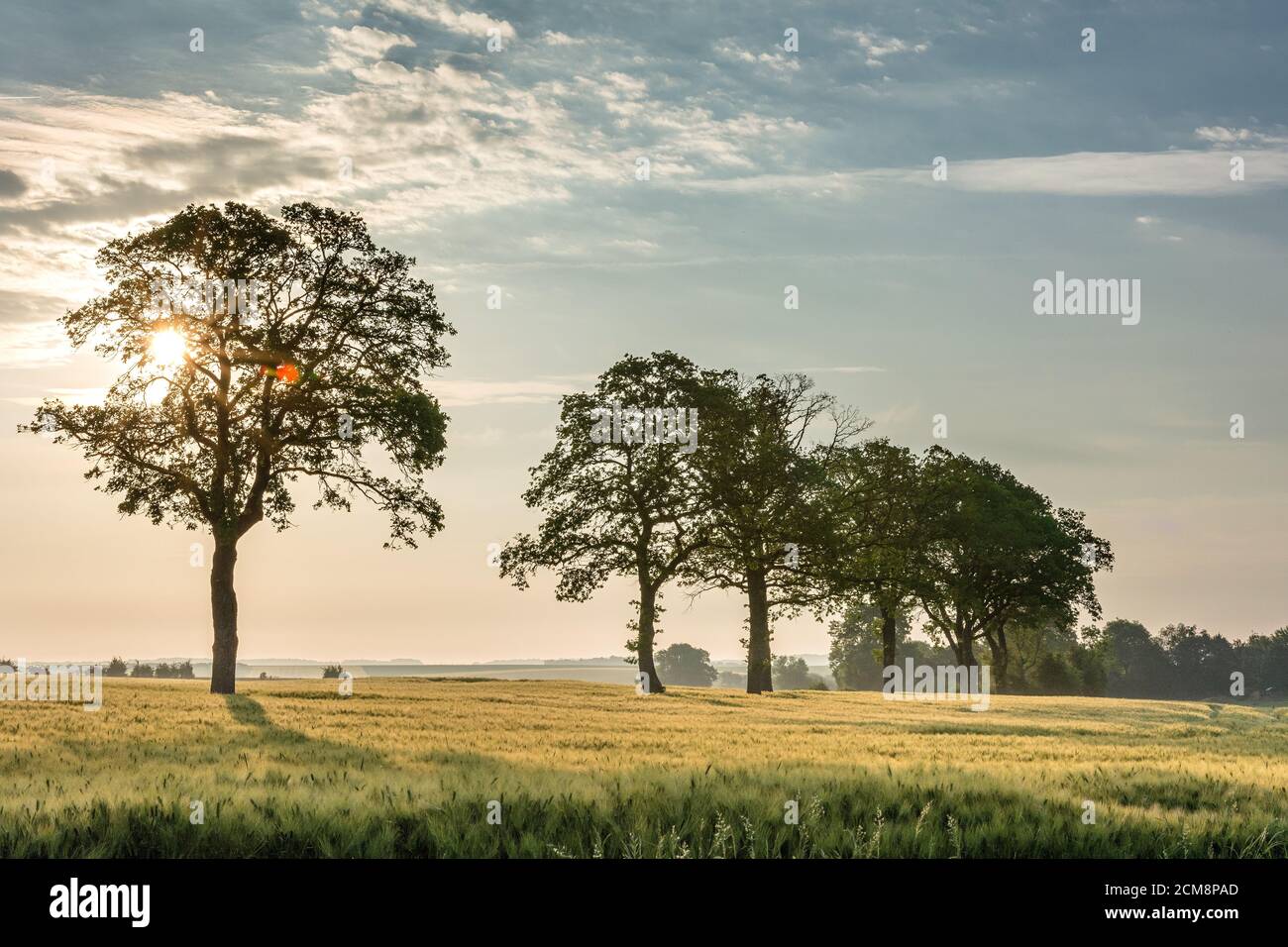 French countryside. Typical landscape with view over the Lorraine wheat ...