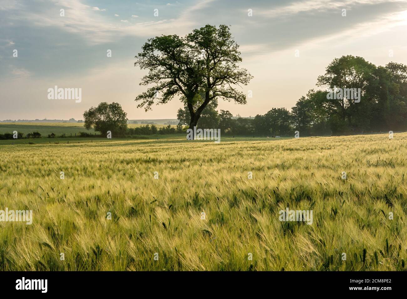 French countryside. Typical landscape with view over the Lorraine wheat ...