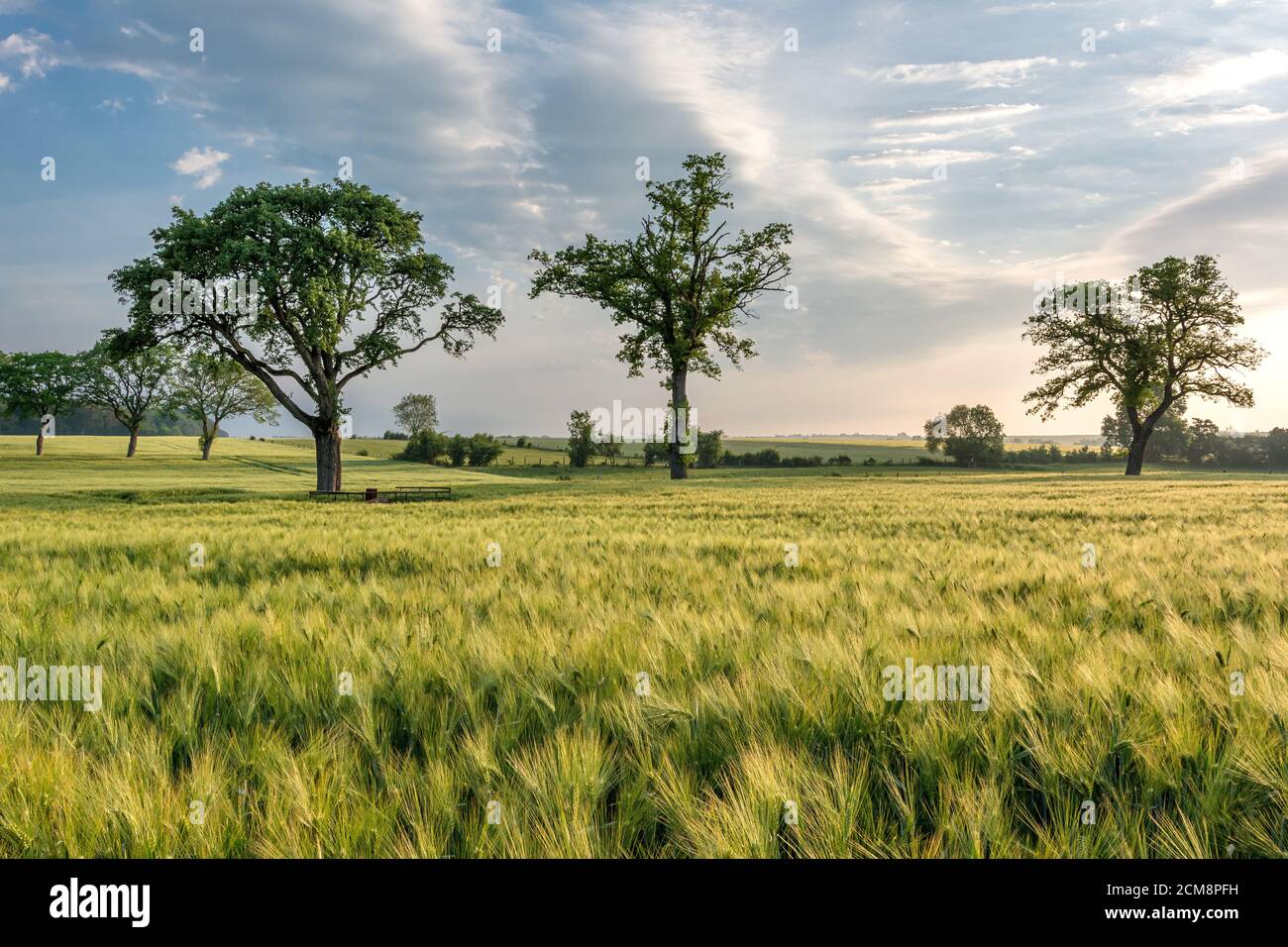 French countryside. Typical landscape with view over the Lorraine wheat ...