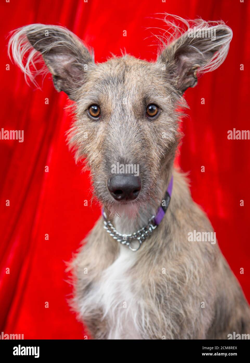 Irish wolfhound old hi-res stock photography and images - Alamy