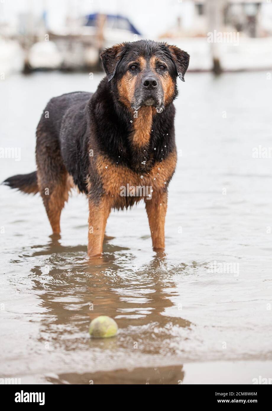 Pet Rottweiler cross breed Stock Photo - Alamy