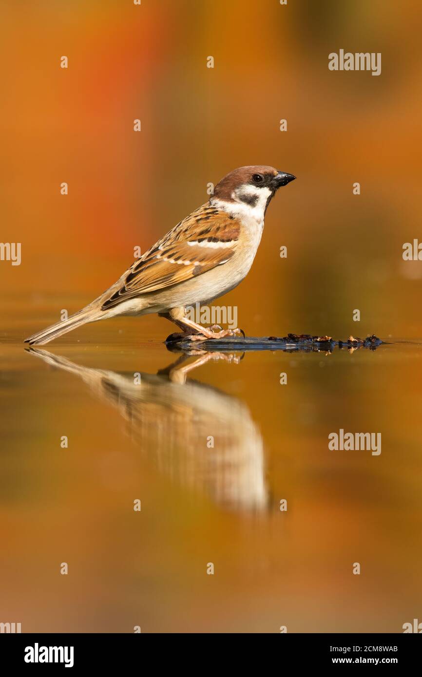 Eurasian tree sparrow sitting on wood in the water Stock Photo - Alamy