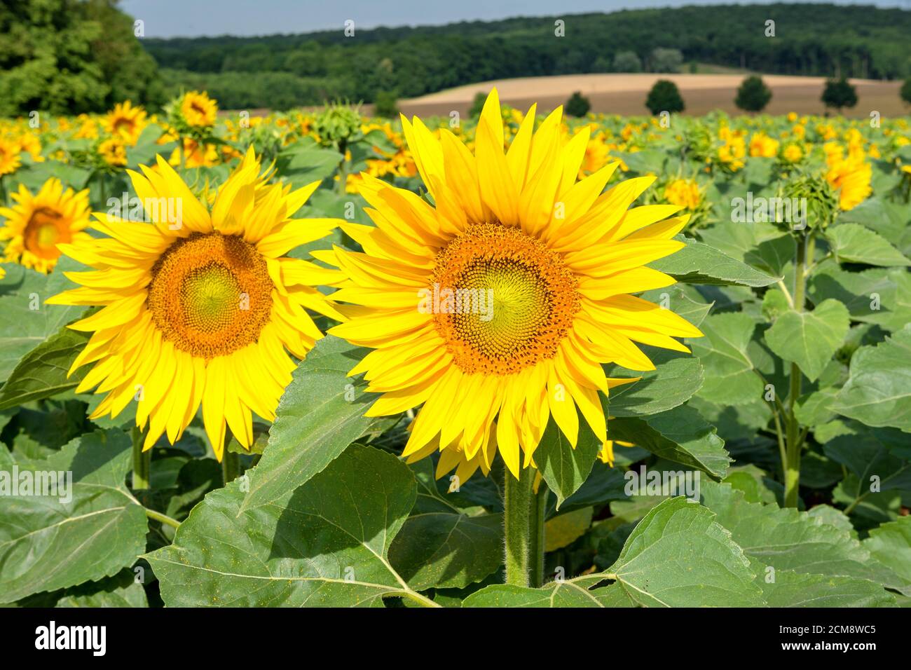 French countryside - Lorraine. A field with beautiful sunflowers in the ...