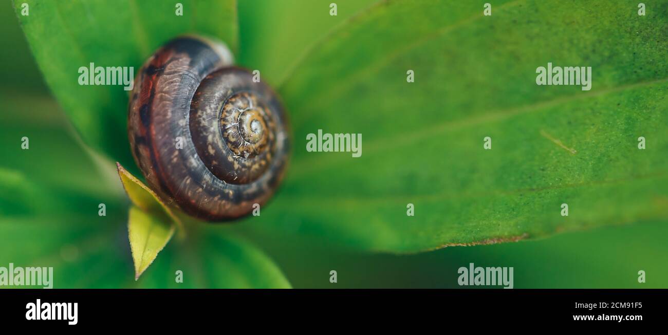 The snail hid in its shell on the green leaves of the plant Stock Photo ...