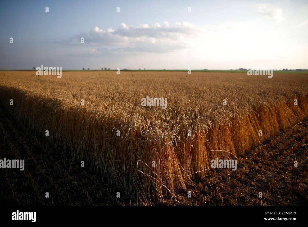 Soft red winter wheat hi-res stock photography and images - Alamy