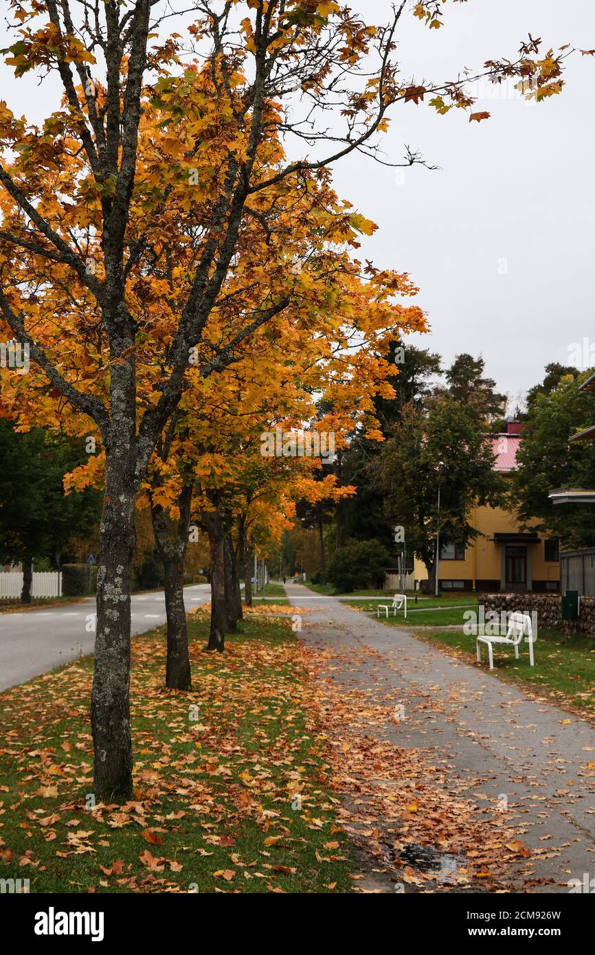 Tree-lined sidewalk in fall season Stock Photo - Alamy