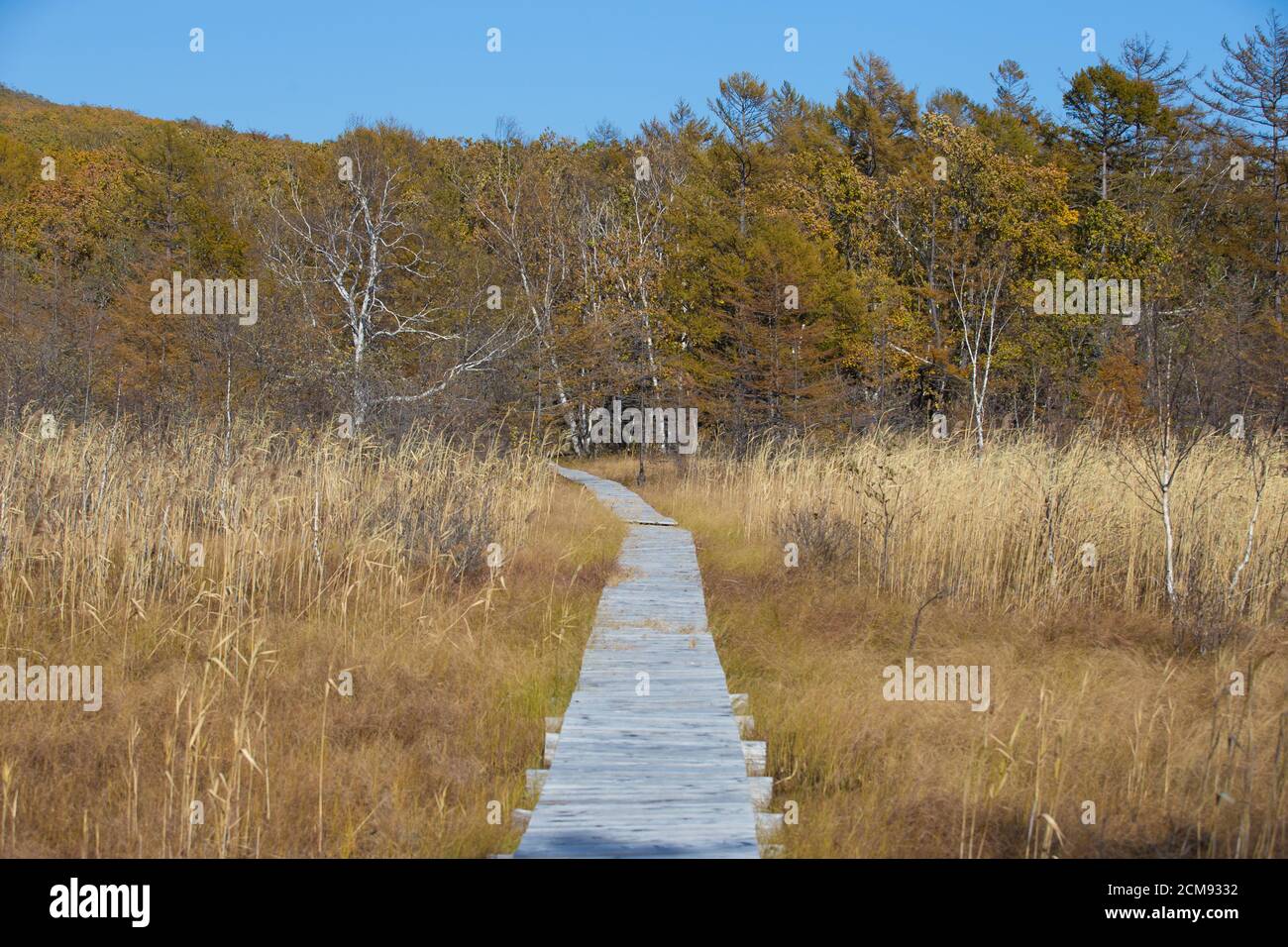 Sikhote-Alin Biosphere Reserve in Primorsky Krai Stock Photo - Alamy