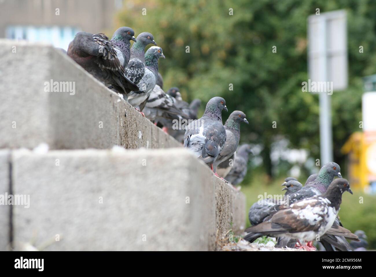 Deaf birds hi-res stock photography and images - Alamy