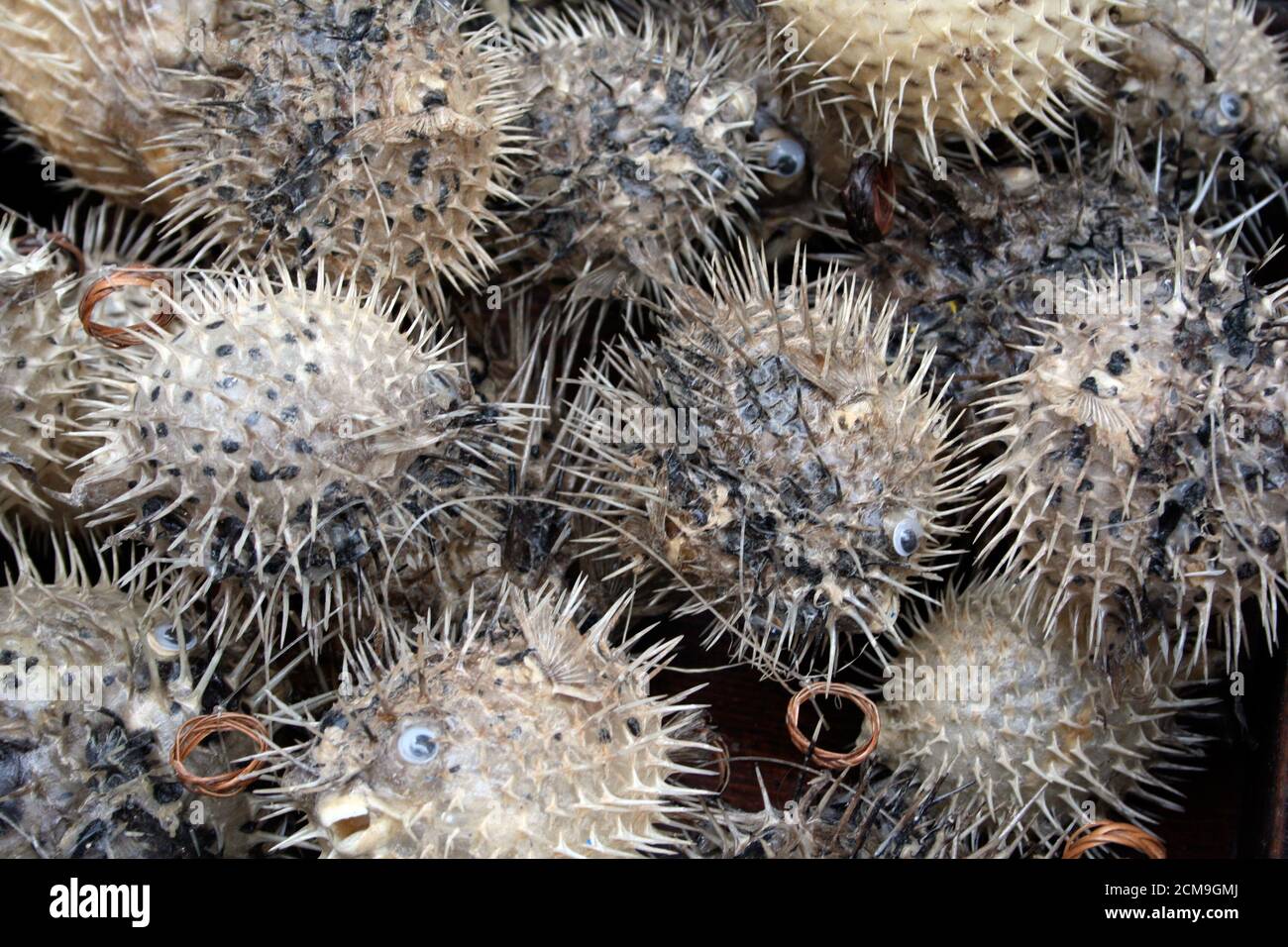 Moonfish hi-res stock photography and images - Alamy