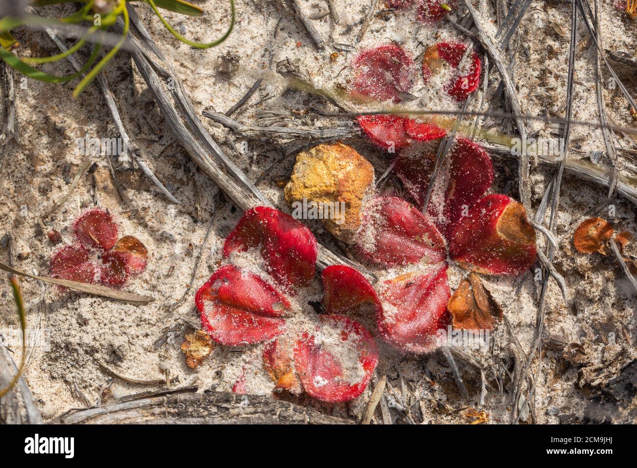 Drosera magna hi-res stock photography and images - Alamy