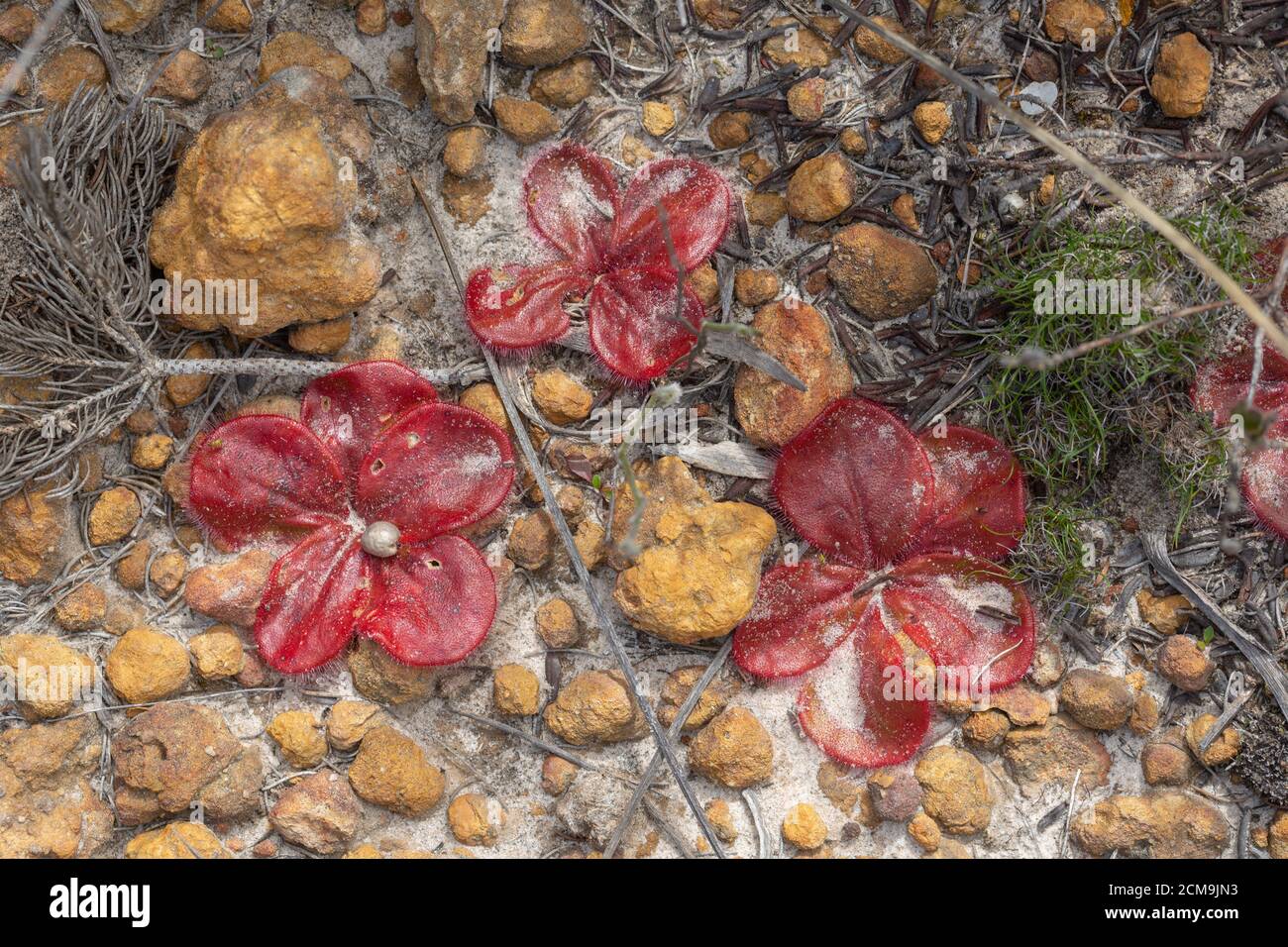 Drosera magna, east of Jurien Bay, Western Australia Stock Photo - Alamy