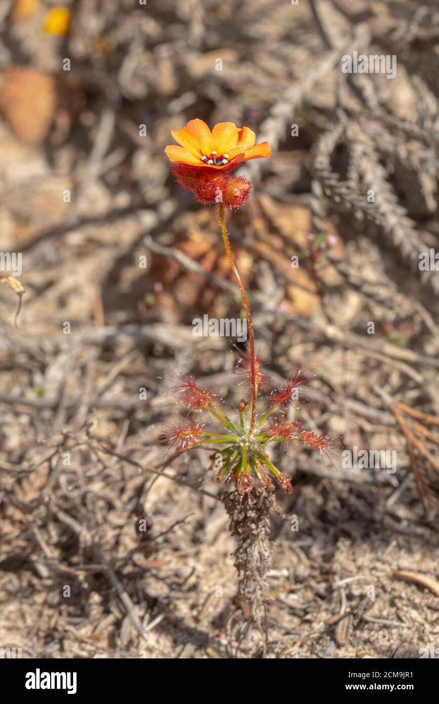 Drosera barbigera, east of Jurien Bay, Western Australia Stock Photo ...