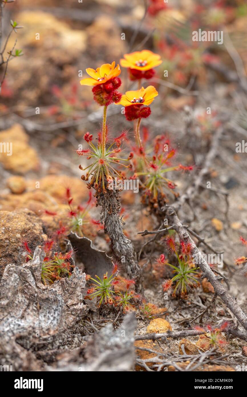 Drosera barbigera, east of Jurien Bay, Western Australia Stock Photo ...