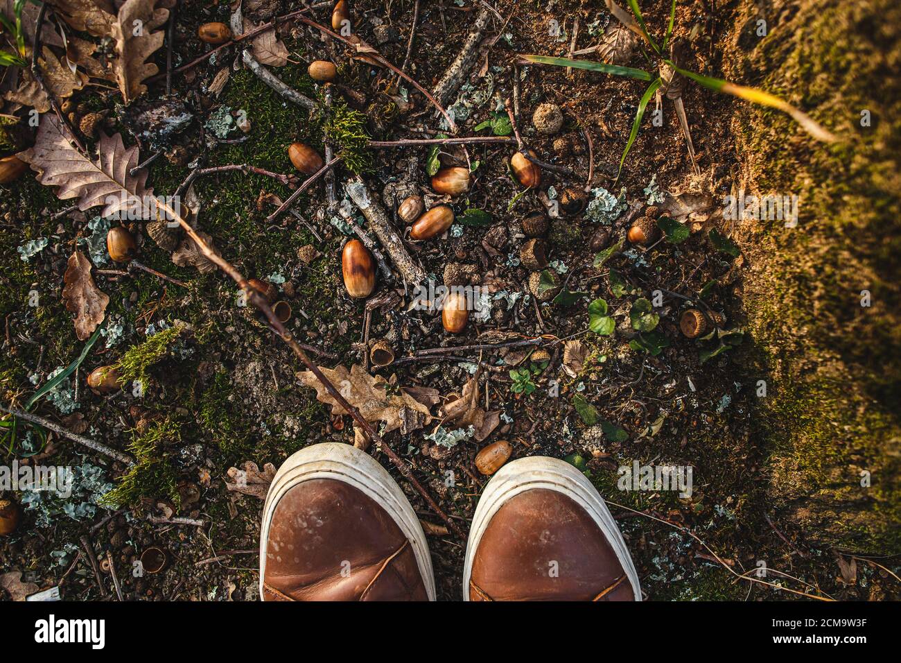 Feet in sneakers on ground with autumn oak leaves and acorns, top view ...
