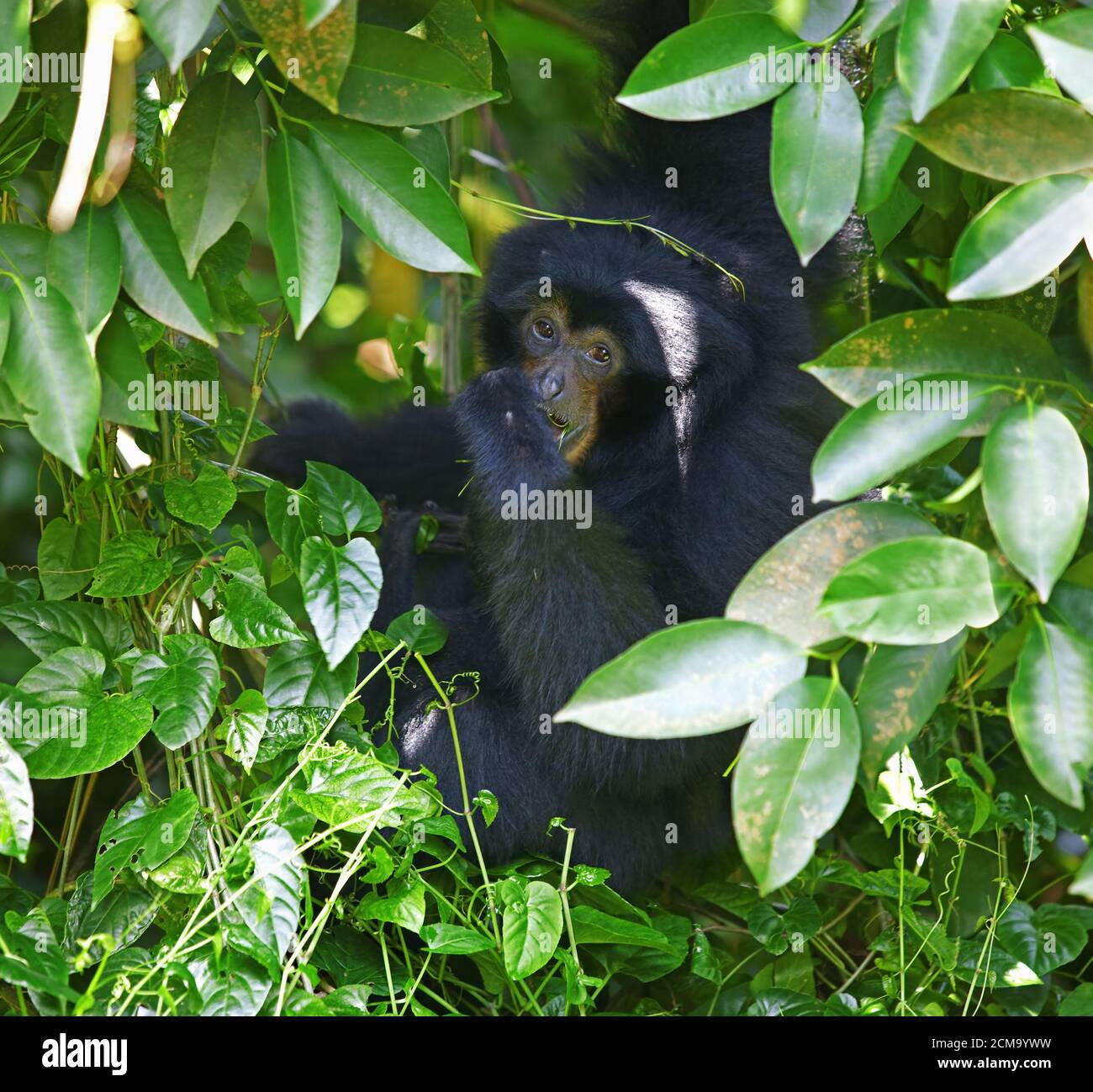 Siamang gibbon hi-res stock photography and images - Alamy