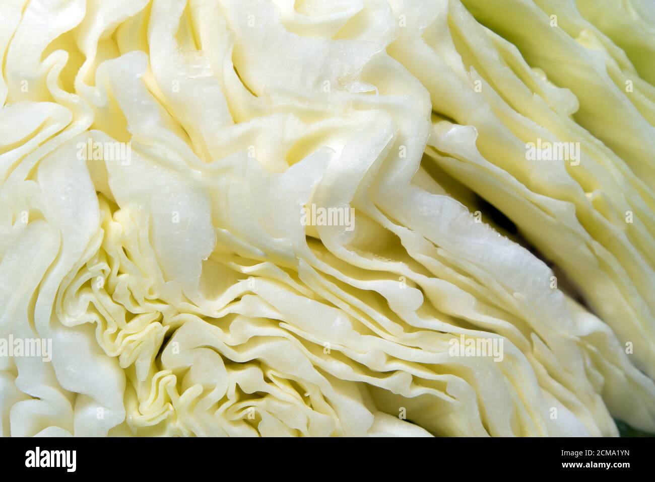 Inside a cabbage hi-res stock photography and images - Alamy