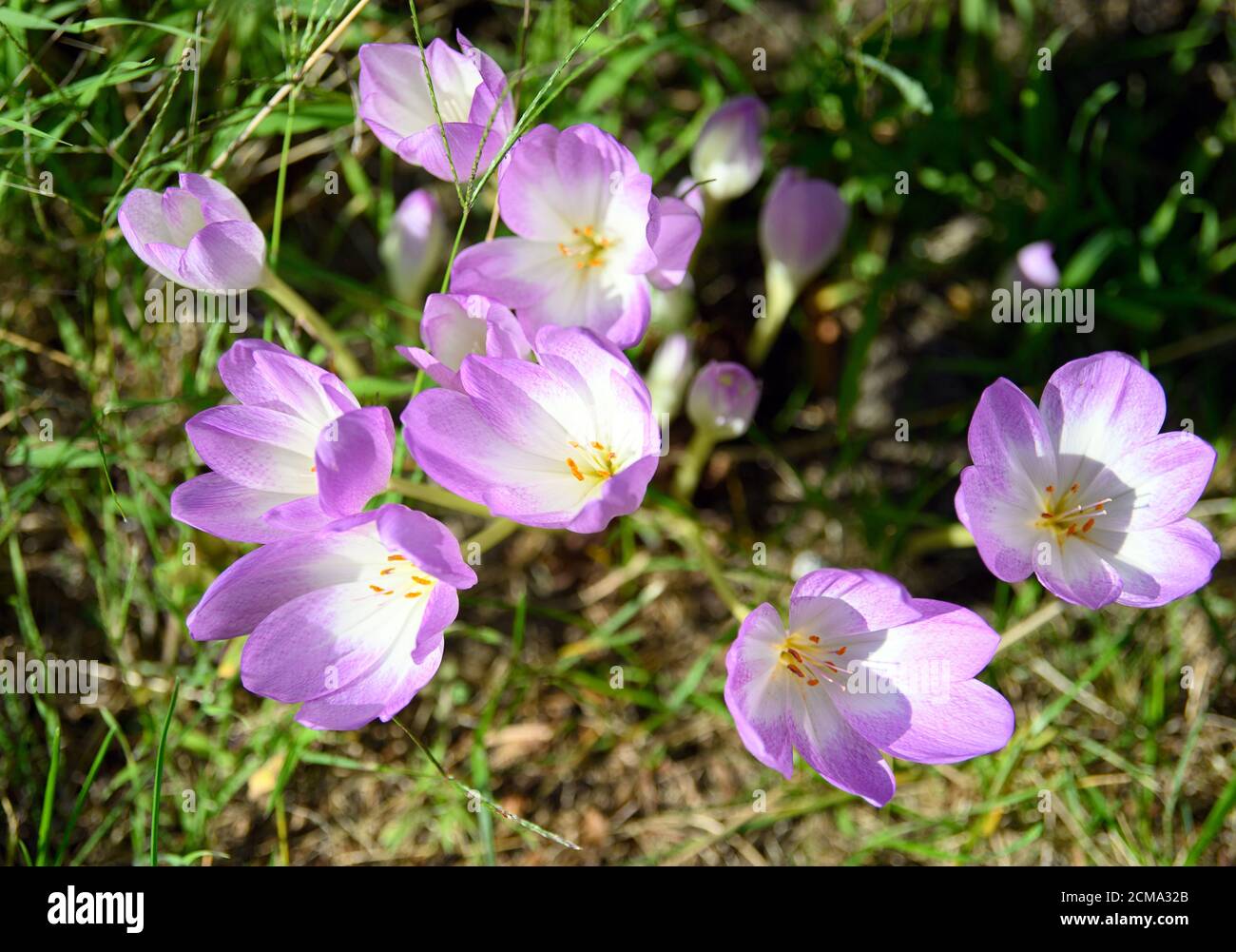Poisonous plant of the year 2010 hi-res stock photography and images ...