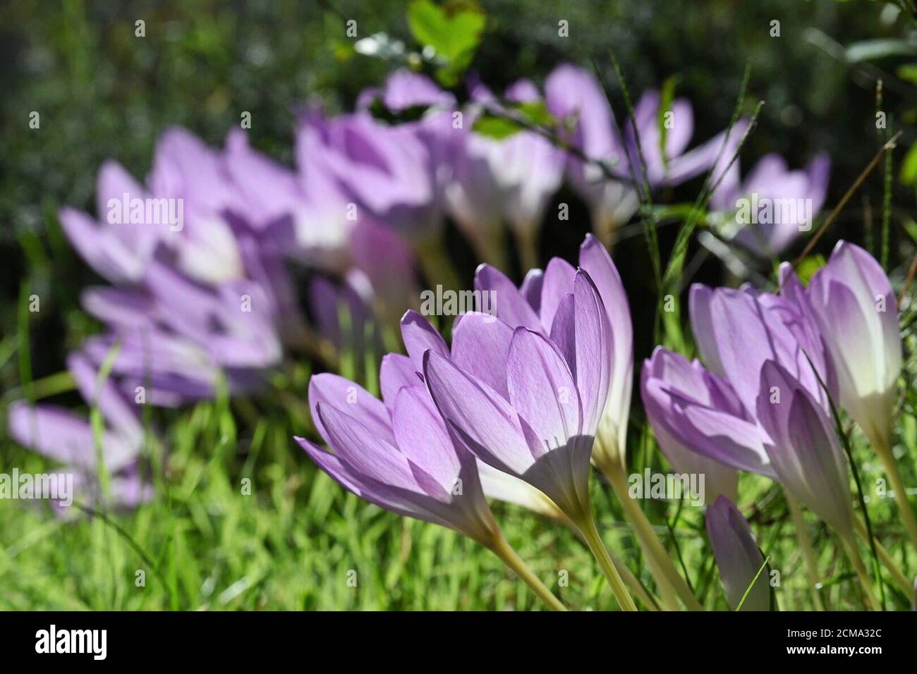 Poisonous plant of the year 2010 hi-res stock photography and images ...