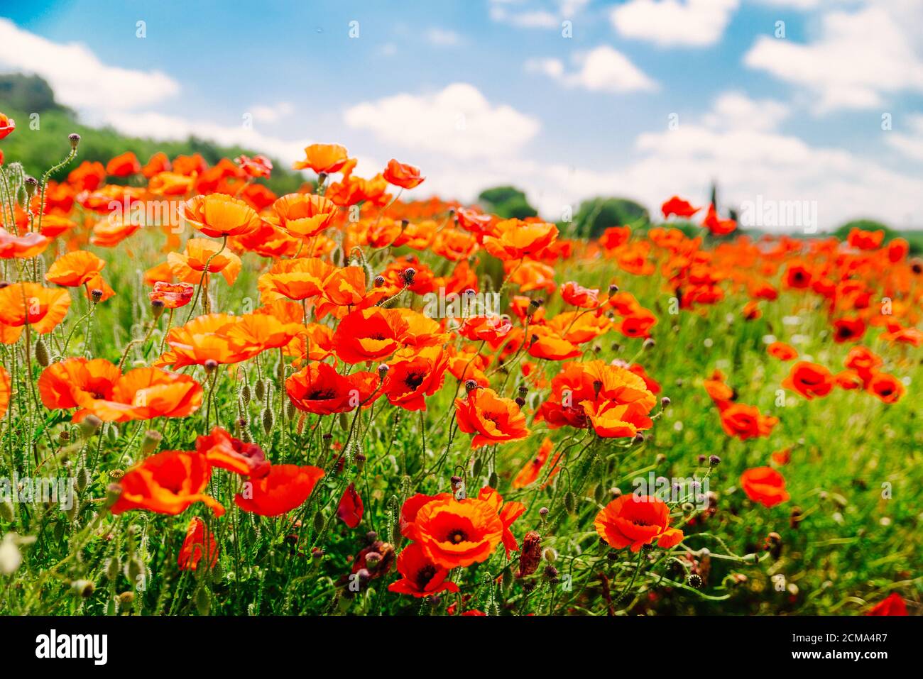 poppy flower in field close up Stock Photo - Alamy